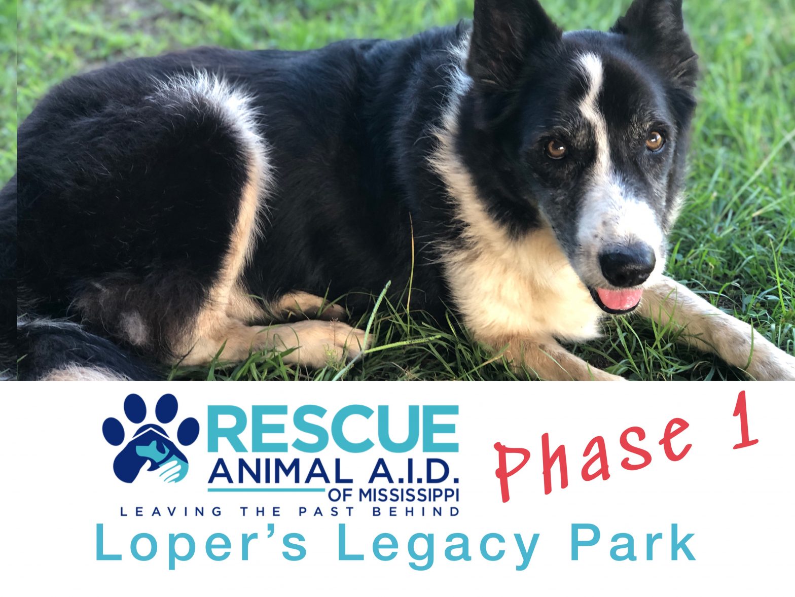Animal A.I.D. of Mississippi – Pet Adoption, Fostering & Volunteer ...